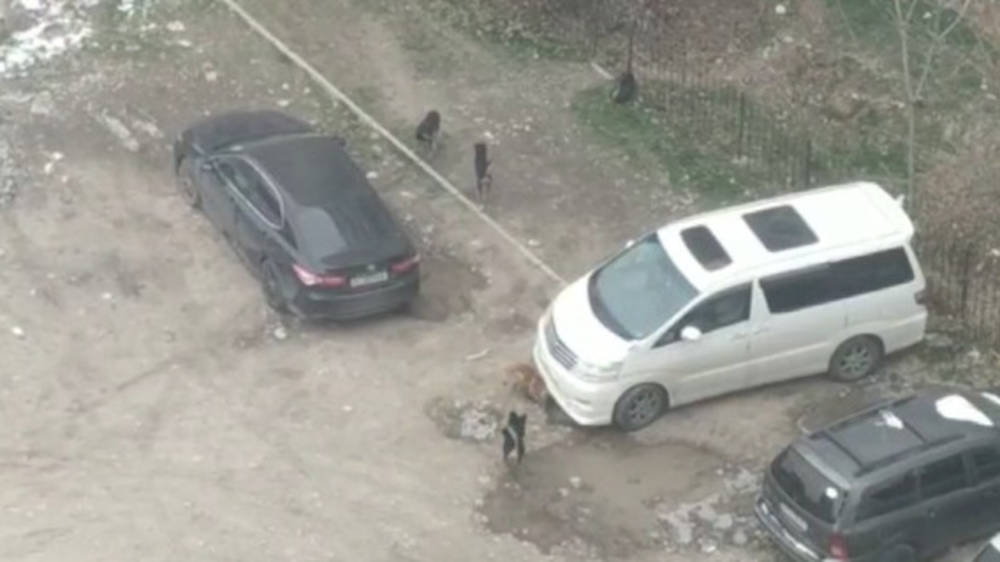 «Собачий беспредел». В Джале бродячие собаки нападают на домашних ...