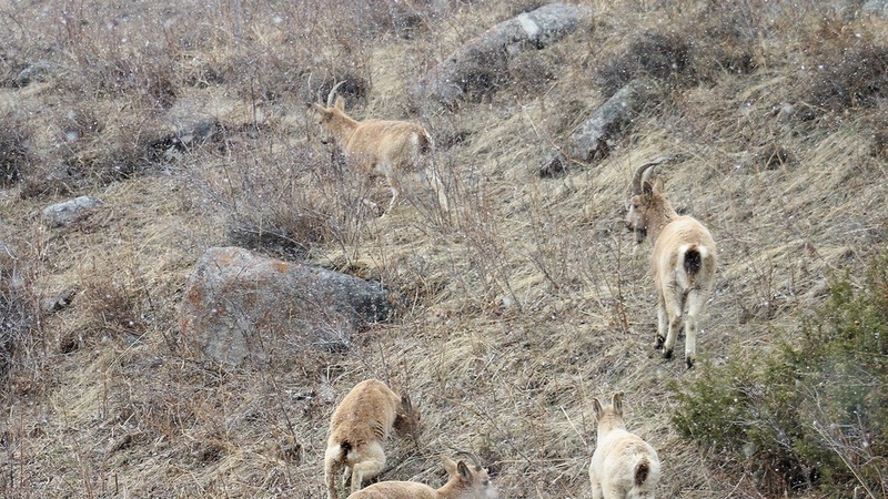 Small group of Siberian ibex spotted in Talas - AKIpress News Agency