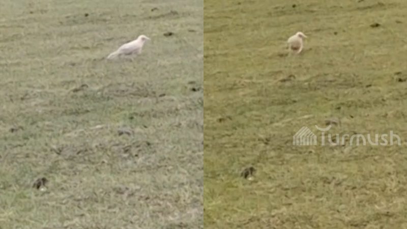 Rare albino rook spotted in mountains of Chui region - AKIpress News Agency