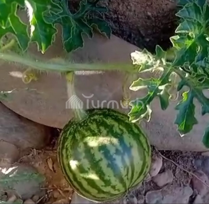 Watermelon grew on its own in a remote Naryn village known for its cold ...