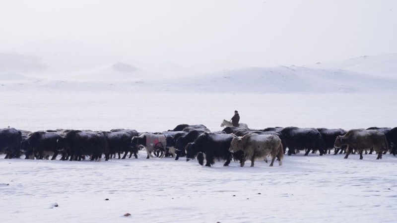 Dzud observed in more than 40 districts in Mongolia - AKIpress News Agency