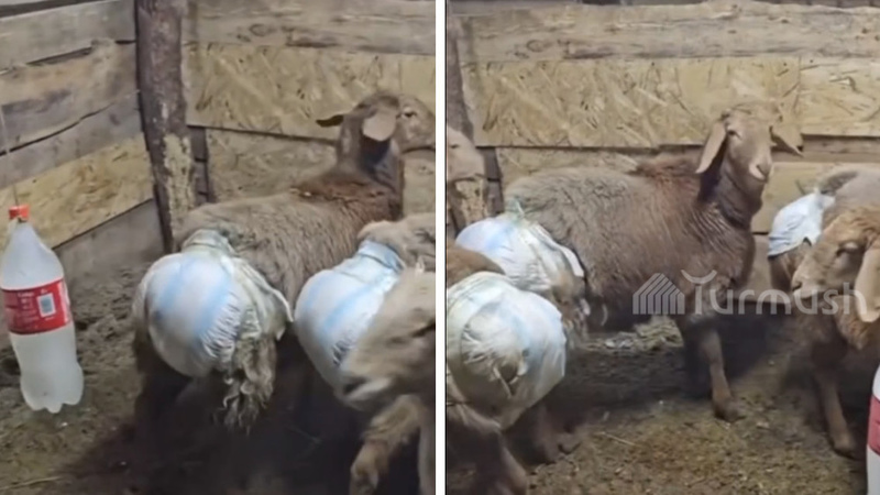 Viral video of sheep in diapers sparks online debate - AKIpress News Agency