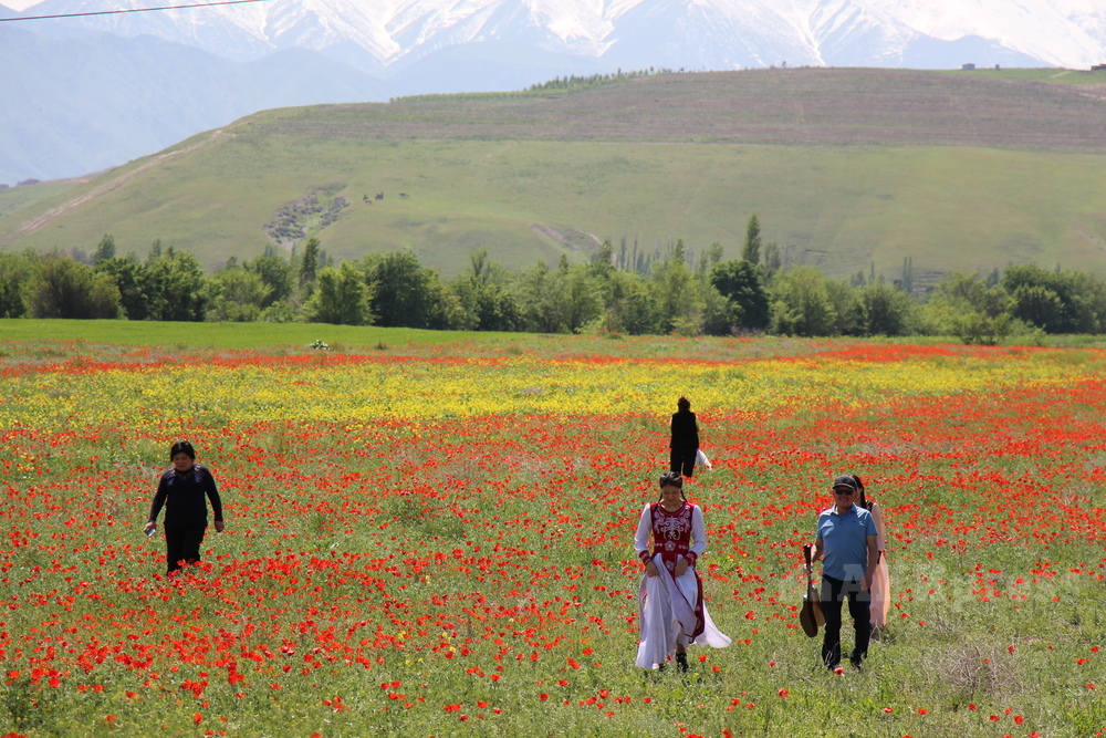 Poppy fields on the outskirts of Bishkek - AKIpress News Agency