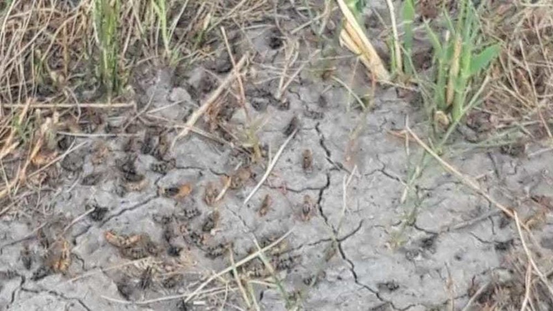 Locust invasion in alfalfa field reported in Panfilov district ...