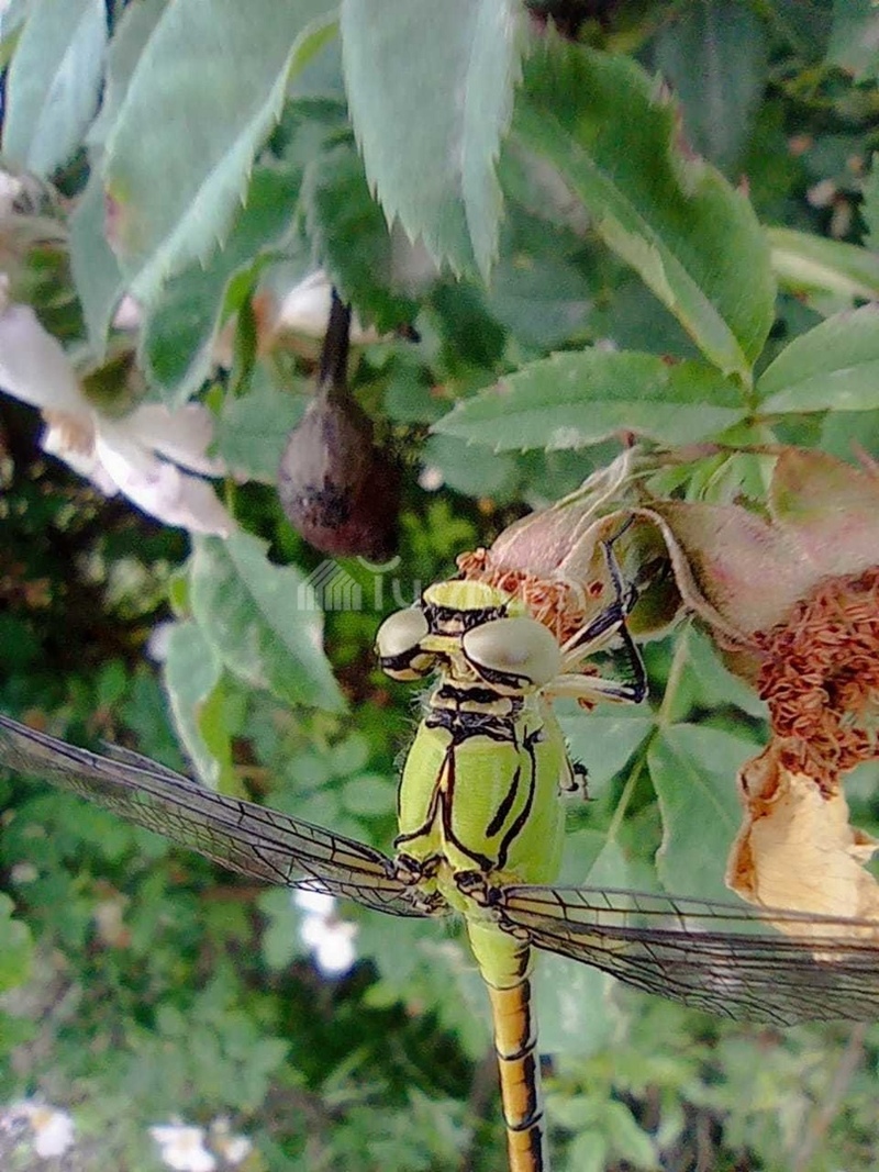 Large number of dragonflies reported in Jayil district this year ...