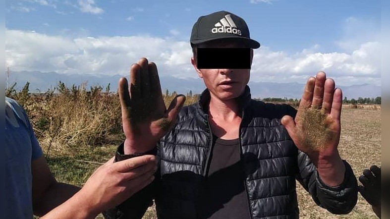 Turmush Видео — На Иссык Куле мужчин застали врасплох на конопляном поле